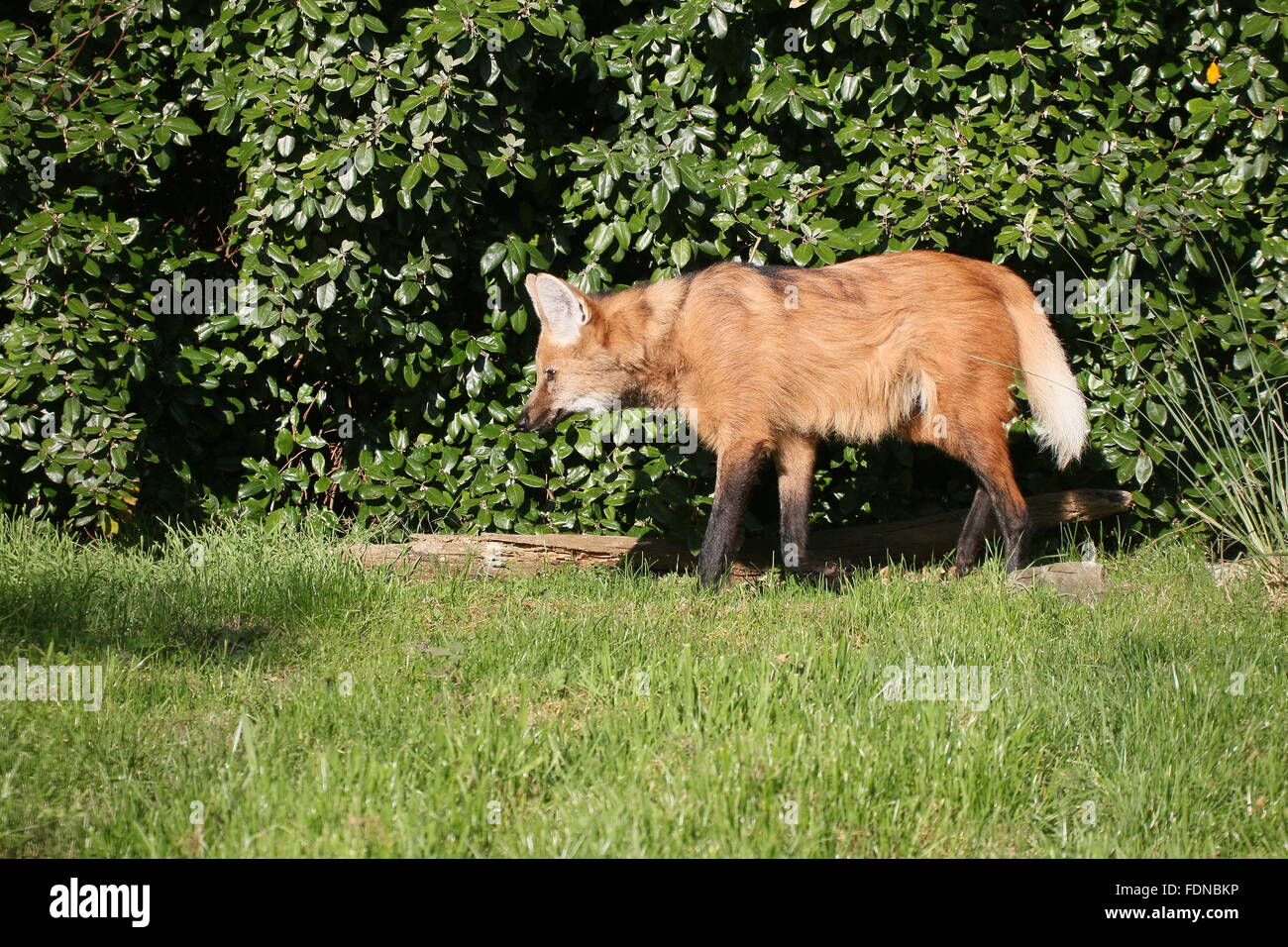 South American Maned wolf (Chrysocyon brachyurus) walking through the ...