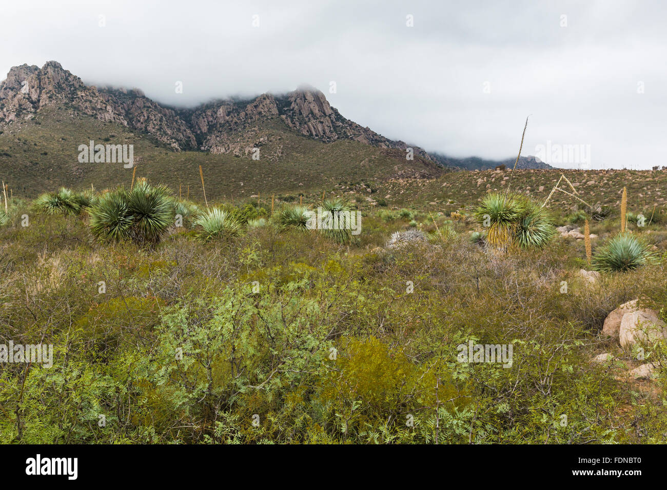 Chihuahuan Desert landscape in Aguirre Spring Campground in Organ ...