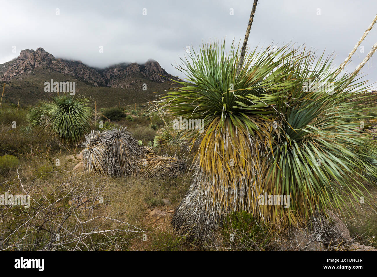 Chihuahuan Desert landscape in Aguirre Spring Campground in Organ ...