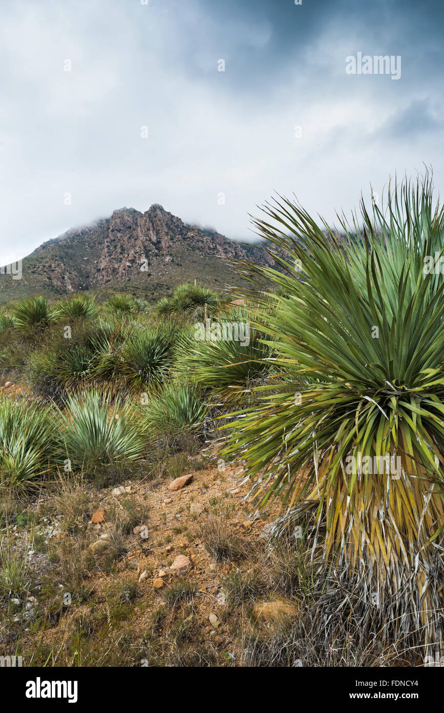 Chihuahuan Desert landscape in Aguirre Spring Campground in Organ ...