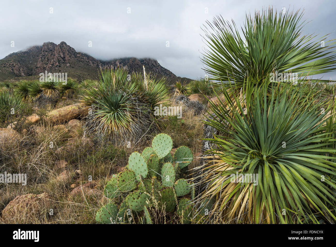 Chihuahuan Desert landscape in Aguirre Spring Campground in Organ ...