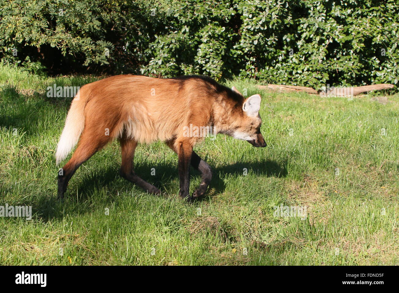 South American Maned wolf (Chrysocyon brachyurus) walking through the ...