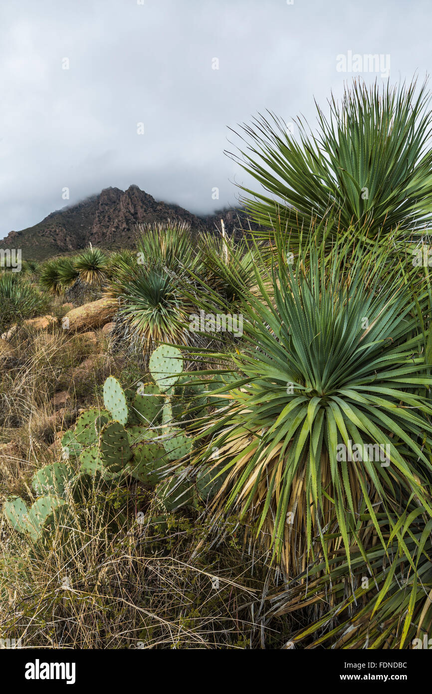 Chihuahuan Desert landscape in Aguirre Spring Campground in Organ ...
