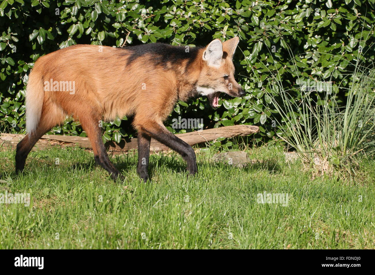 Crin wolf hi-res stock photography and images - Alamy