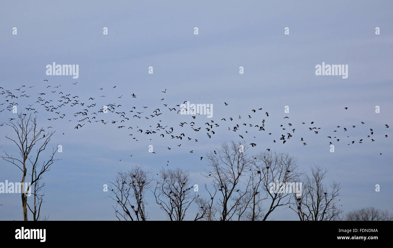 Flock of barn swallows (Hirundo rustica) in flight formation above tree ...