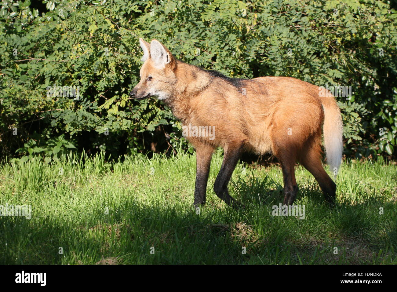 South American Maned wolf (Chrysocyon brachyurus) walking through the ...