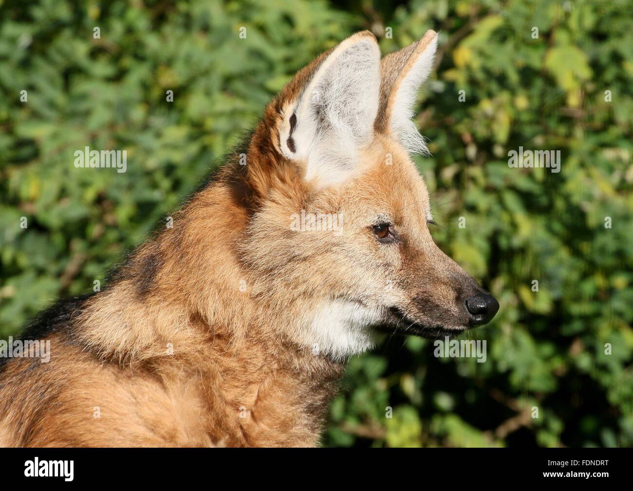 South American Maned wolf (Chrysocyon brachyurus) upper body and head ...