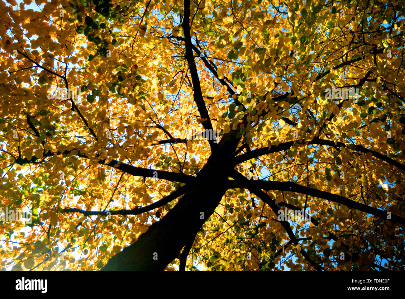 Autumn tree from underneath, Rouen Stock Photo - Alamy