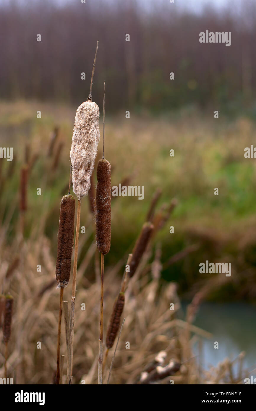 Bulrush flower hi-res stock photography and images - Alamy