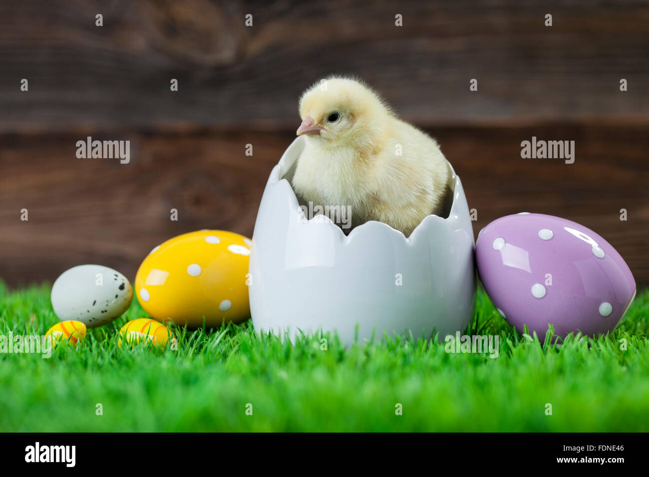 Easter chicken, eggs and decoration in vintage sytle wooden background ...