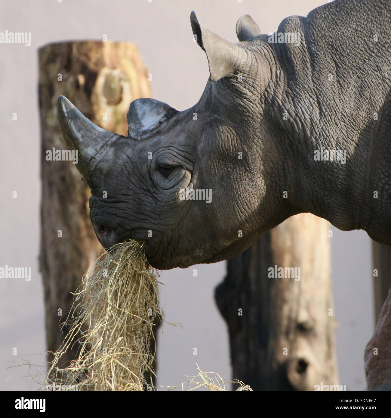African black rhino hi-res stock photography and images - Alamy