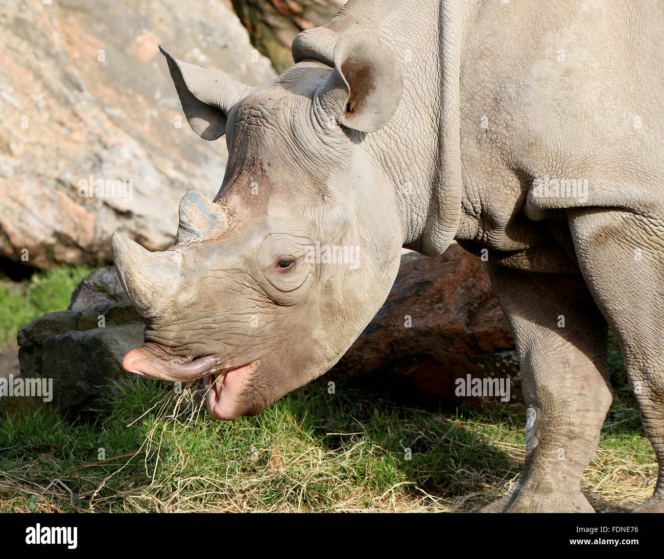 Hooked lipped rhinoceros hi-res stock photography and images - Alamy