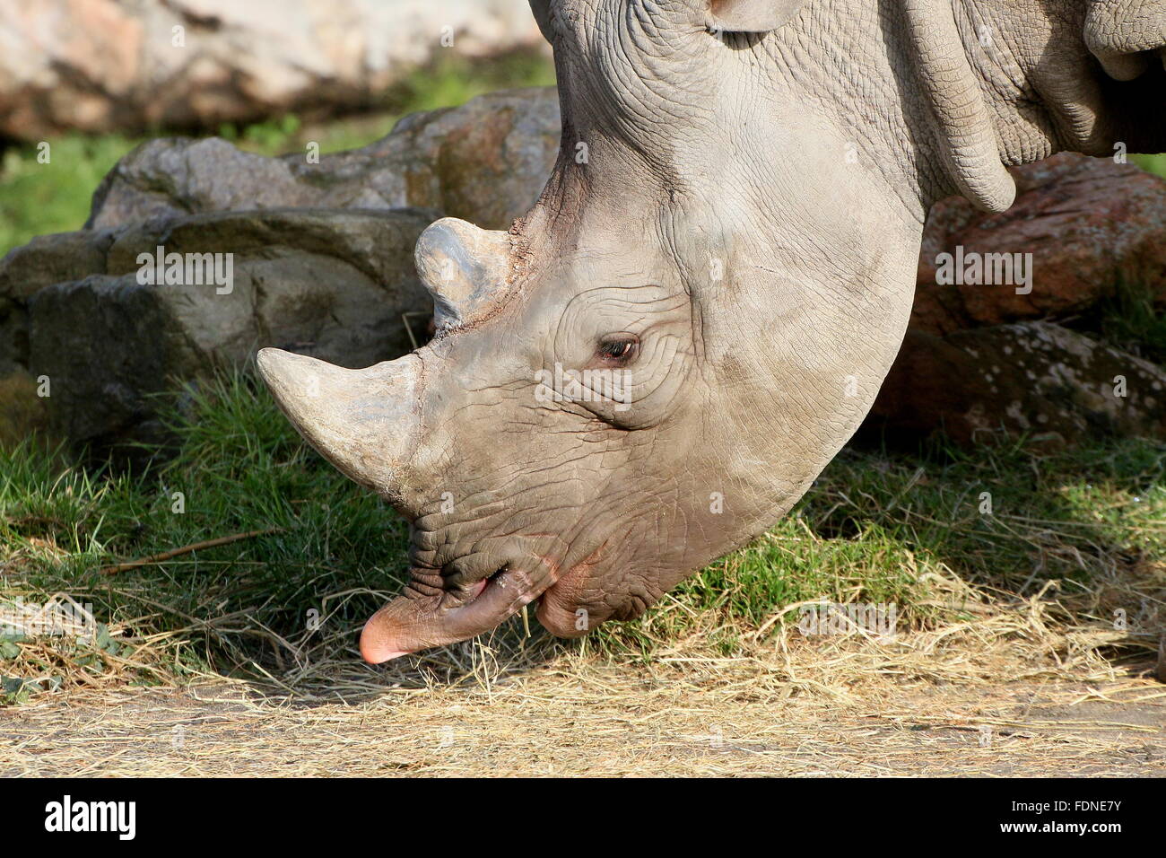 Hooked lipped rhinoceros hi-res stock photography and images - Alamy