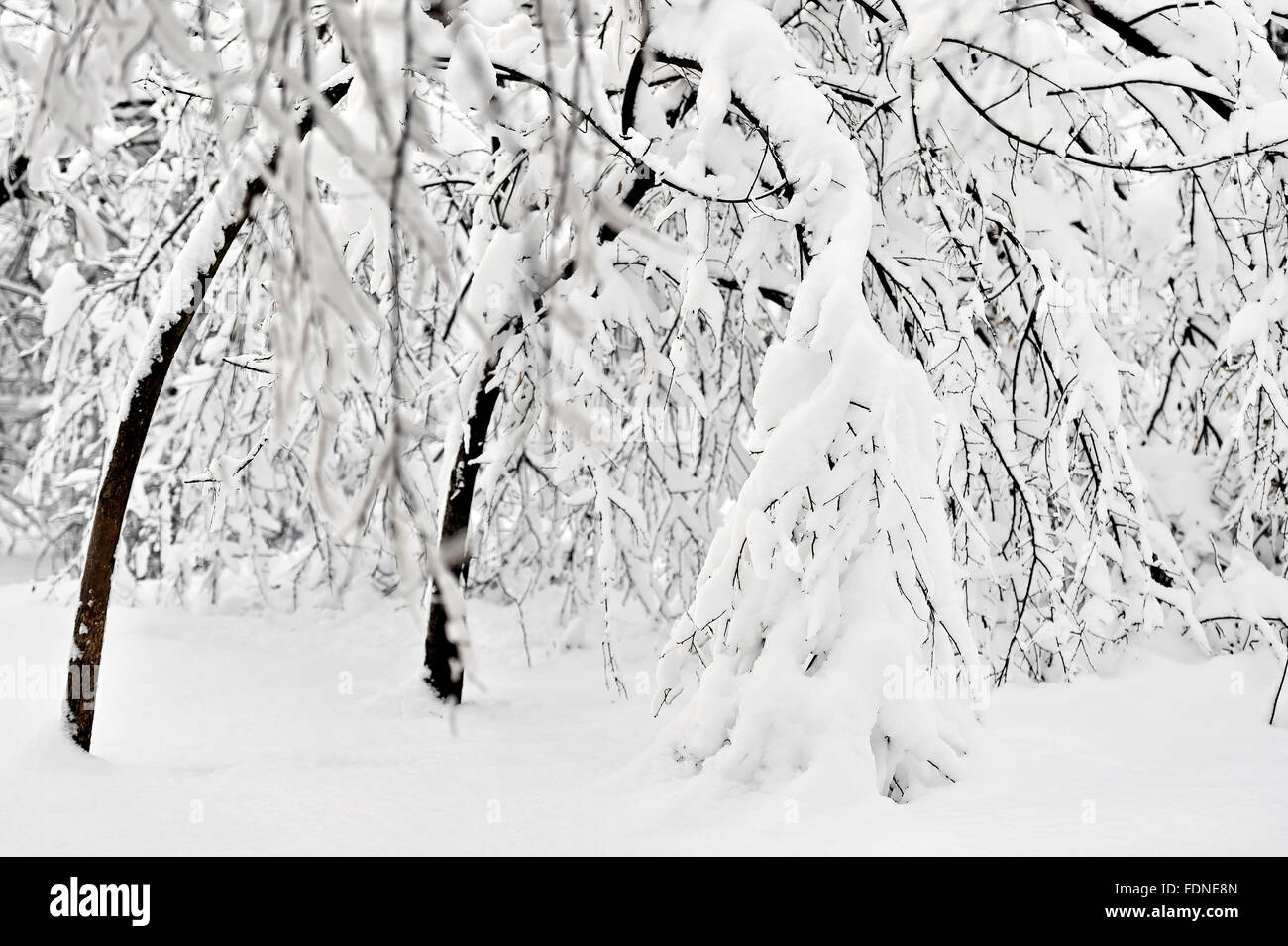Winter scene with tree branches loaded with snow after heavy snowfall ...