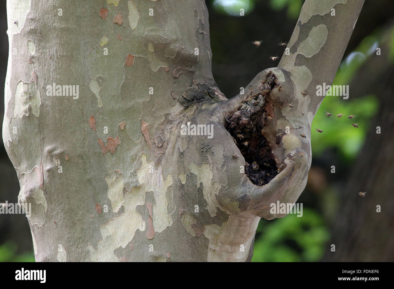 Cavity nesting honey bee hi-res stock photography and images - Alamy