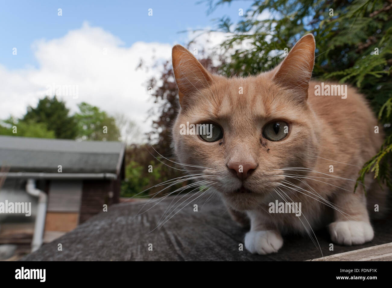 Curious ginger cat portrait - close up Stock Photo - Alamy