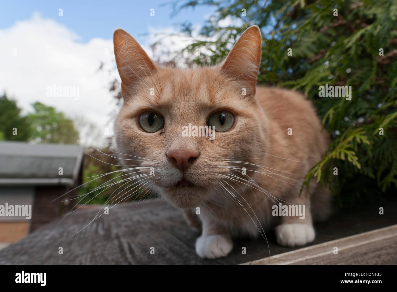 Curious ginger cat portrait - close up Stock Photo - Alamy