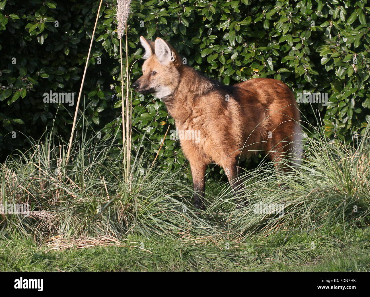 Alert and watchful South American Maned wolf (Chrysocyon brachyurus ...