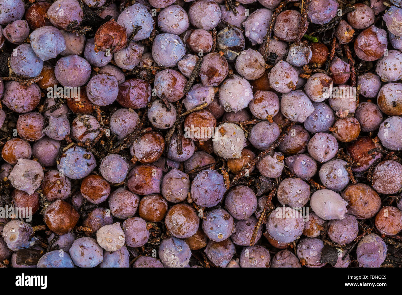 Alligator Juniper, Juniperus deppeana, berry-like cones in Organ ...