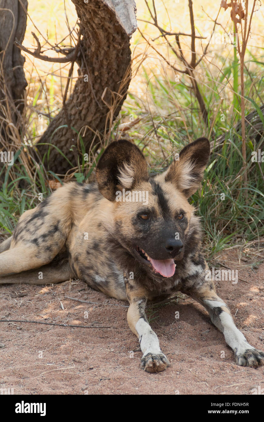 Wild dog portrait taken in South Africa Stock Photo - Alamy