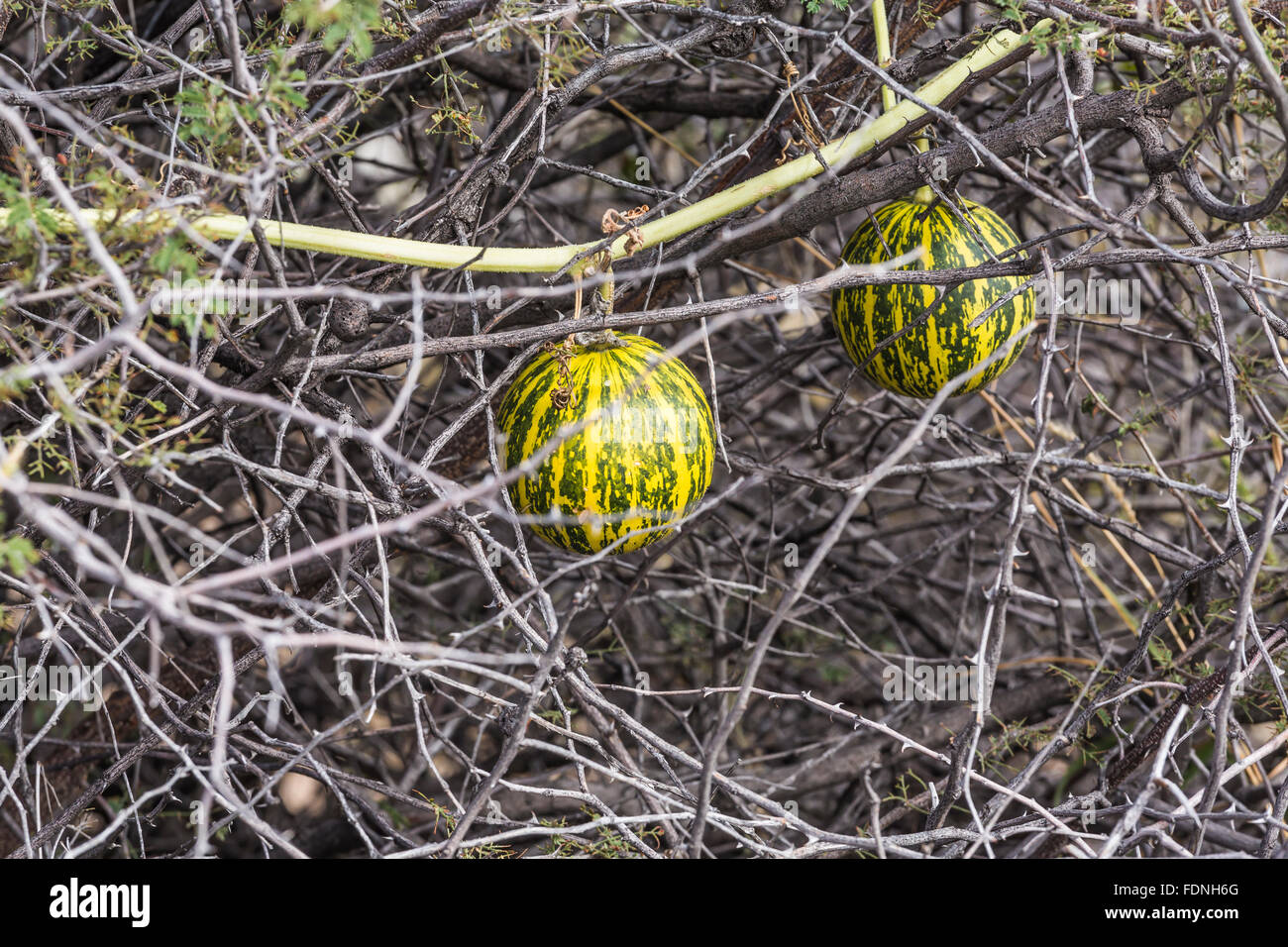 Wild gourd hi-res stock photography and images - Alamy