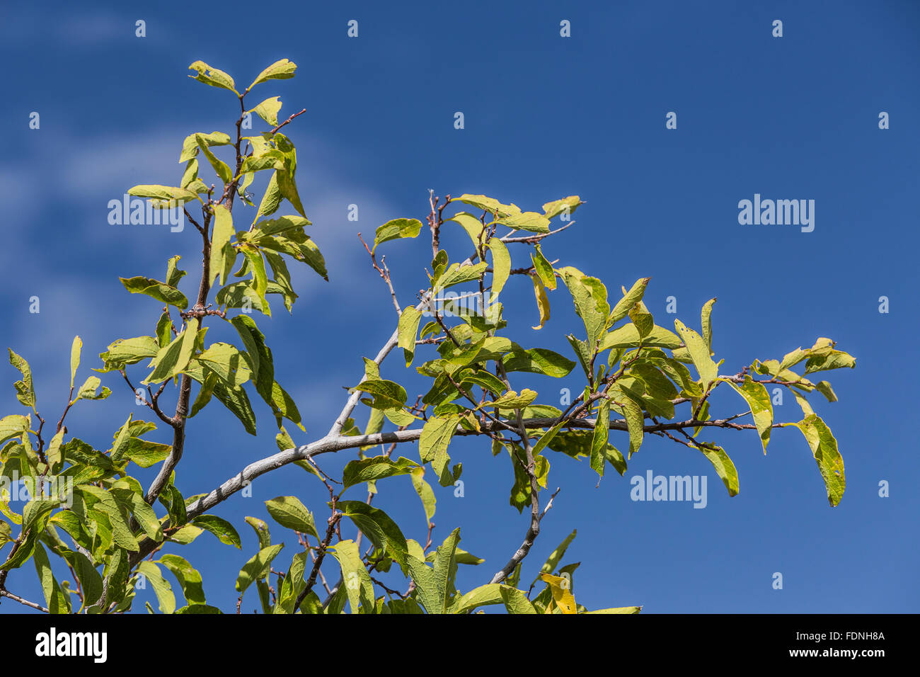 Hackberry tree hi-res stock photography and images - Alamy