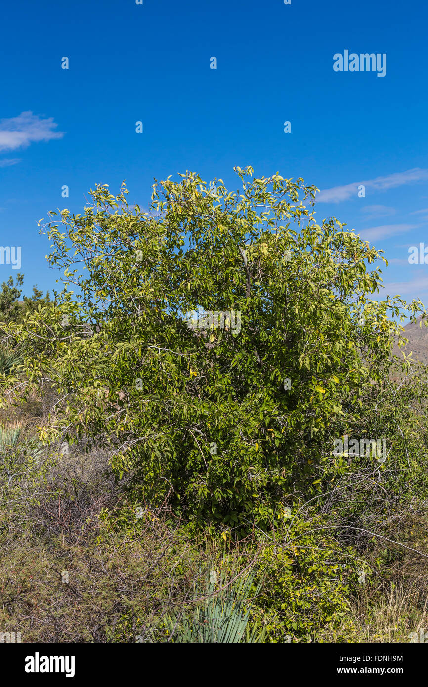 Hackberry Tree Stock Photos & Hackberry Tree Stock Images - Alamy