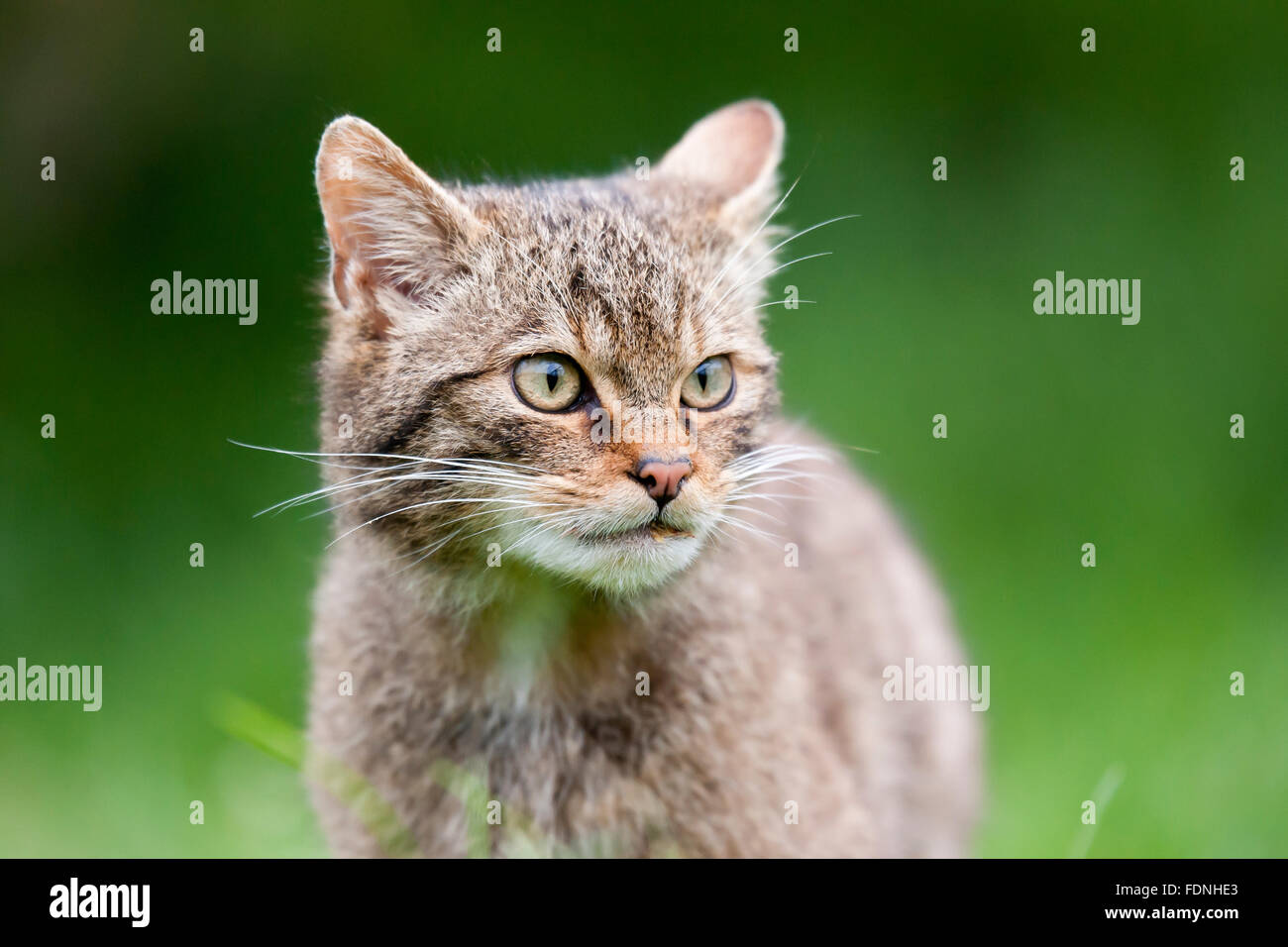 Scottish wildcat hi-res stock photography and images - Alamy