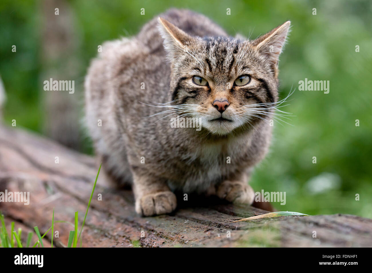 Scottish Wildcat The only native wildcat in Britain and, according to ...