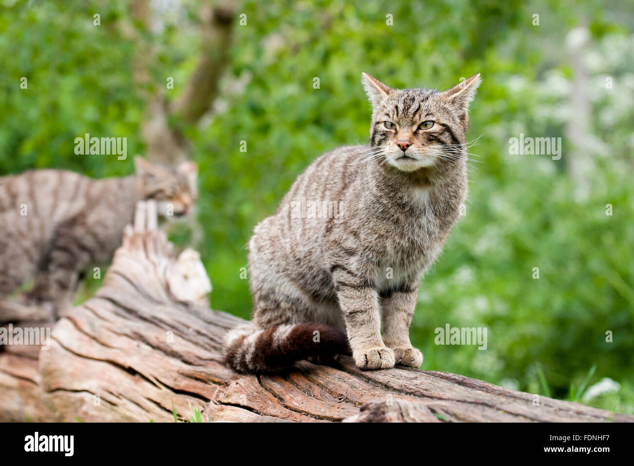 Scottish Wildcat The only native wildcat in Britain and, according to ...