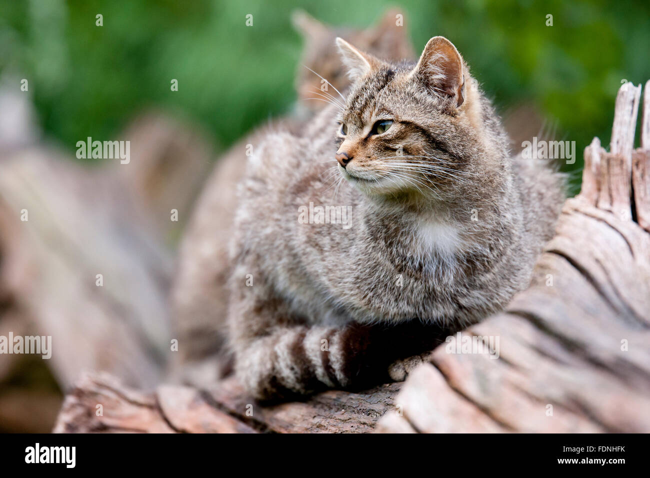 Scottish Wildcat The only native wildcat in Britain and, according to ...