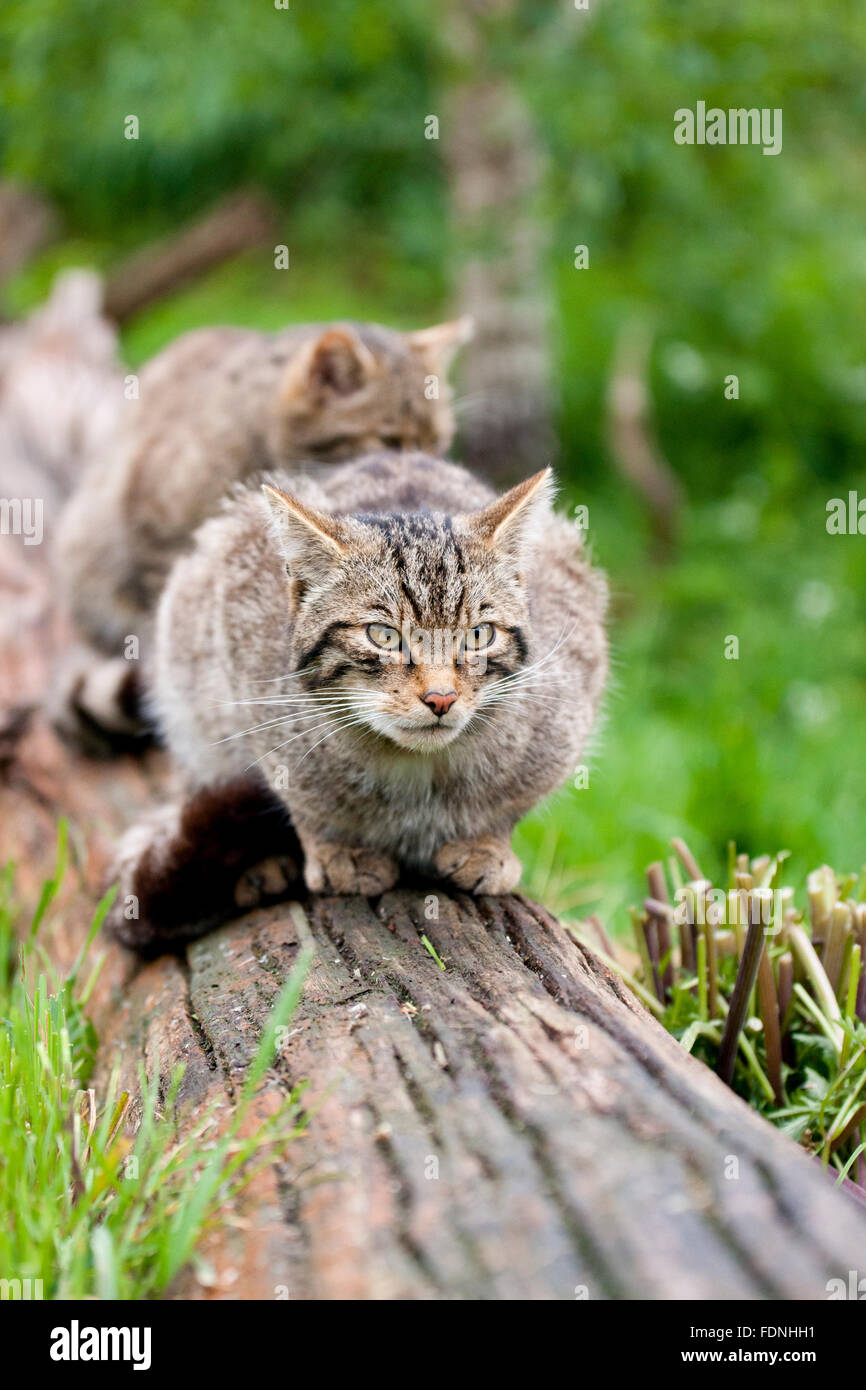 Scottish Wildcat The only native wildcat in Britain and, according to ...