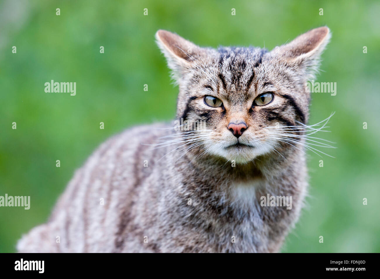 Scottish Wildcat The only native wildcat in Britain and, according to ...