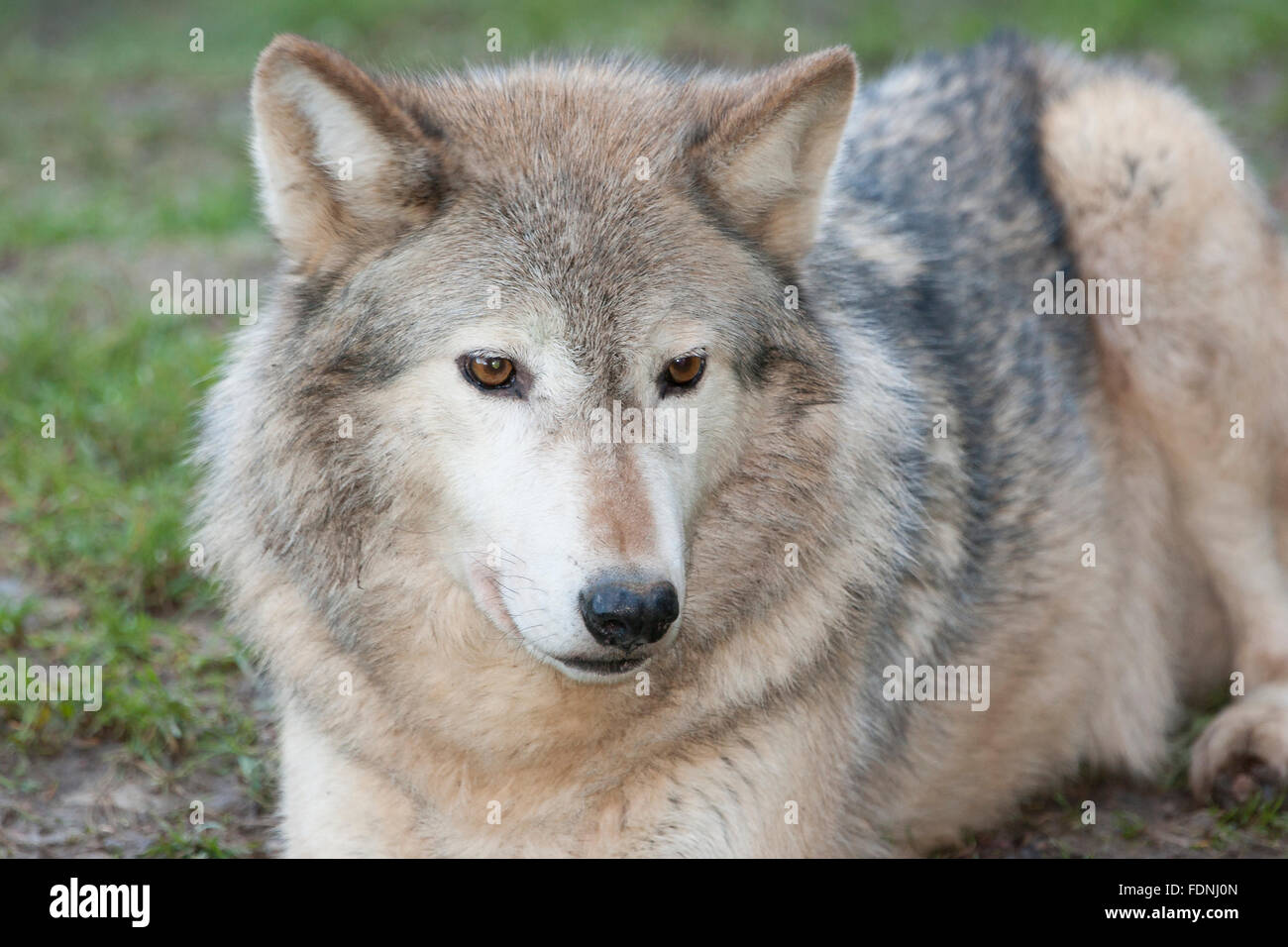 Wolf Pack High Resolution Stock Photography and Images - Alamy