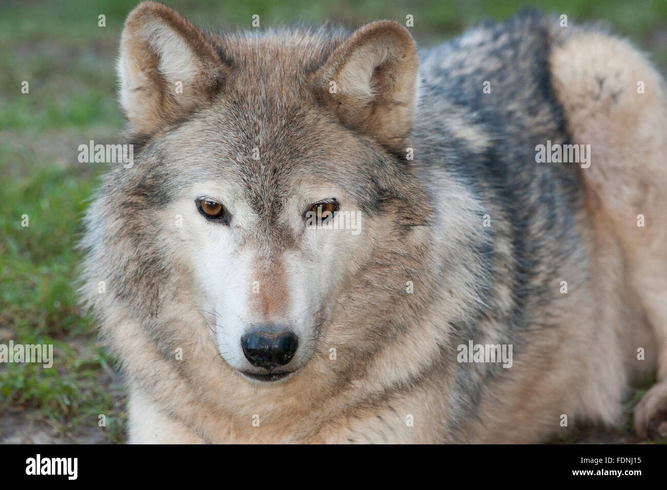 Wolf nose hi-res stock photography and images - Alamy