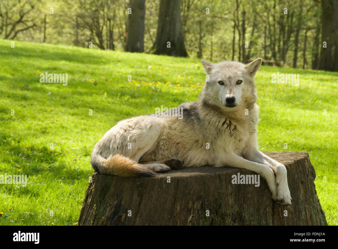 Wolf ear hi-res stock photography and images - Alamy