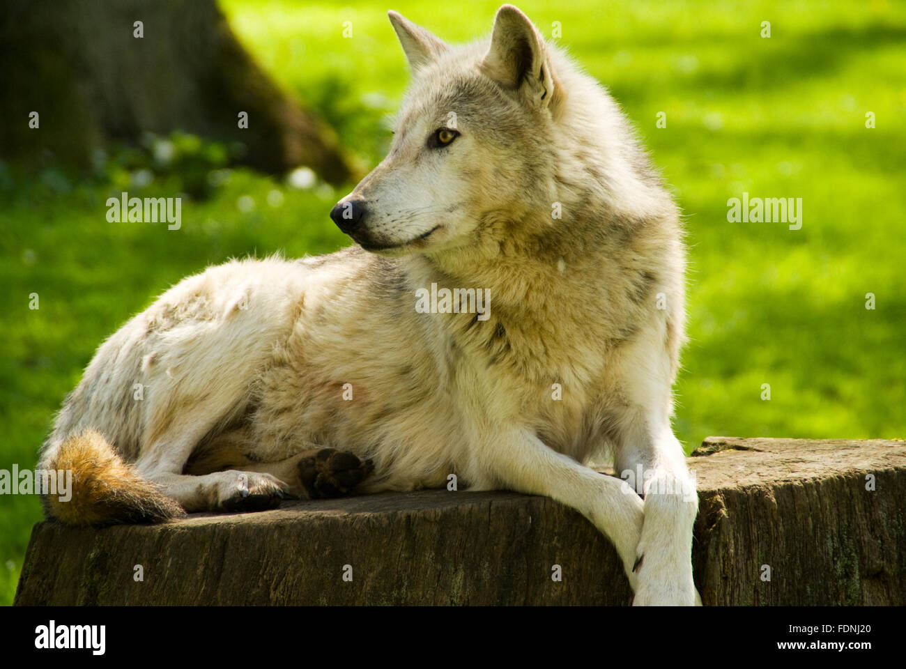 Wolf ear hi-res stock photography and images - Alamy