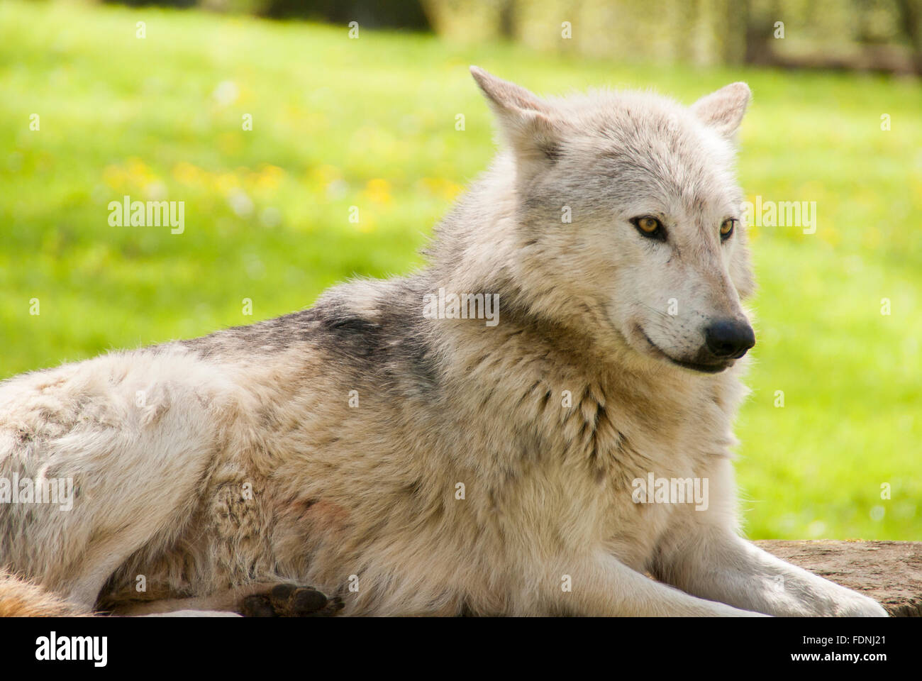 Wolf ear hi-res stock photography and images - Alamy