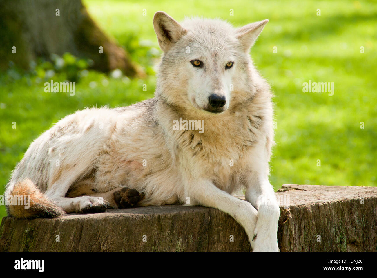 Wolf ear hi-res stock photography and images - Alamy