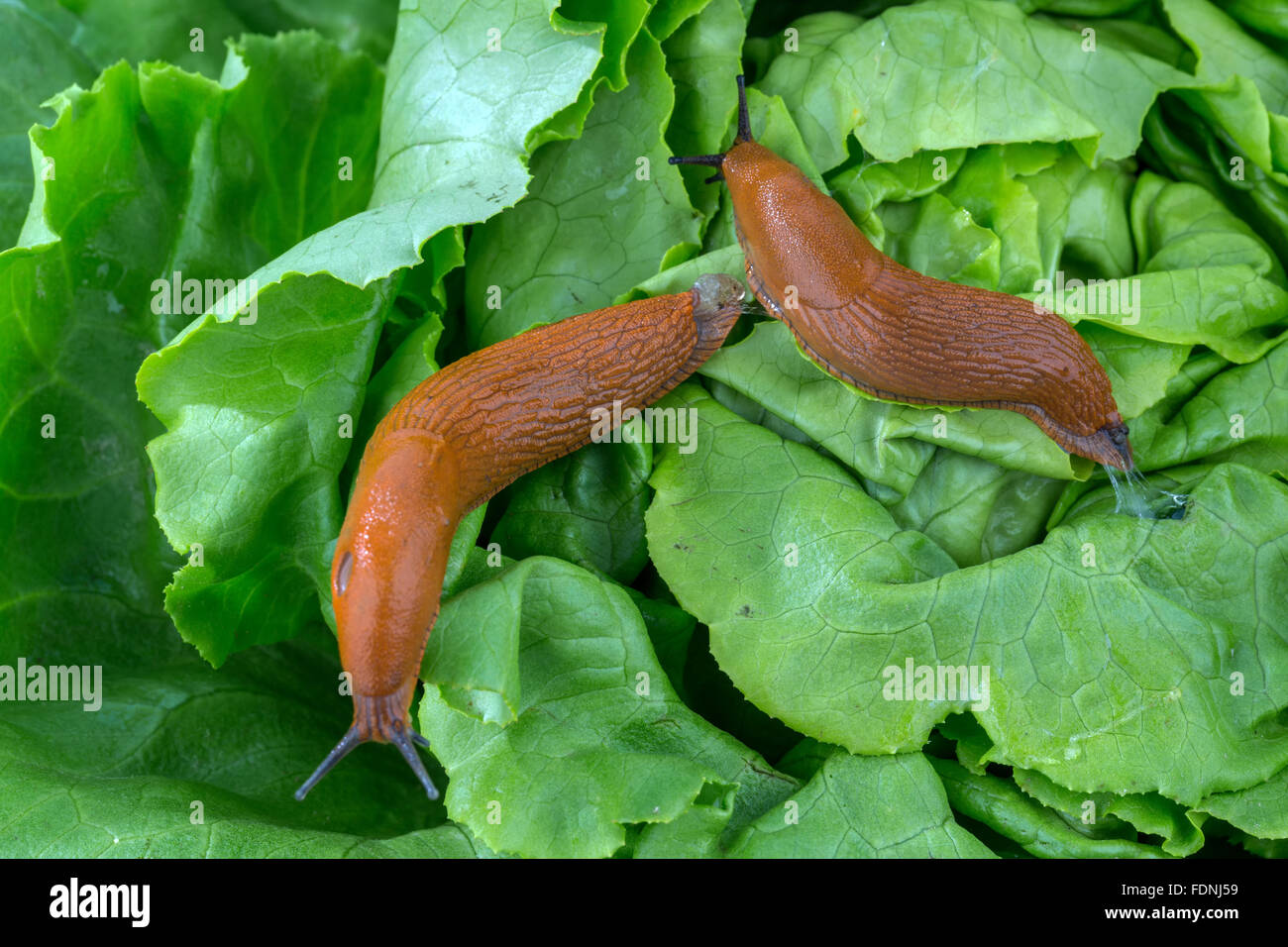 Snails and insects hi-res stock photography and images - Alamy