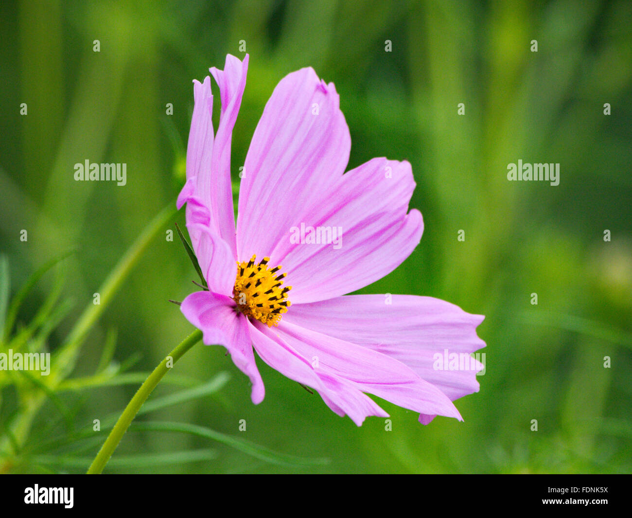Pink Cosmos flower Stock Photo - Alamy