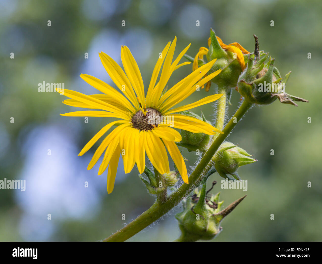 Helianthus yellow flower Stock Photo - Alamy