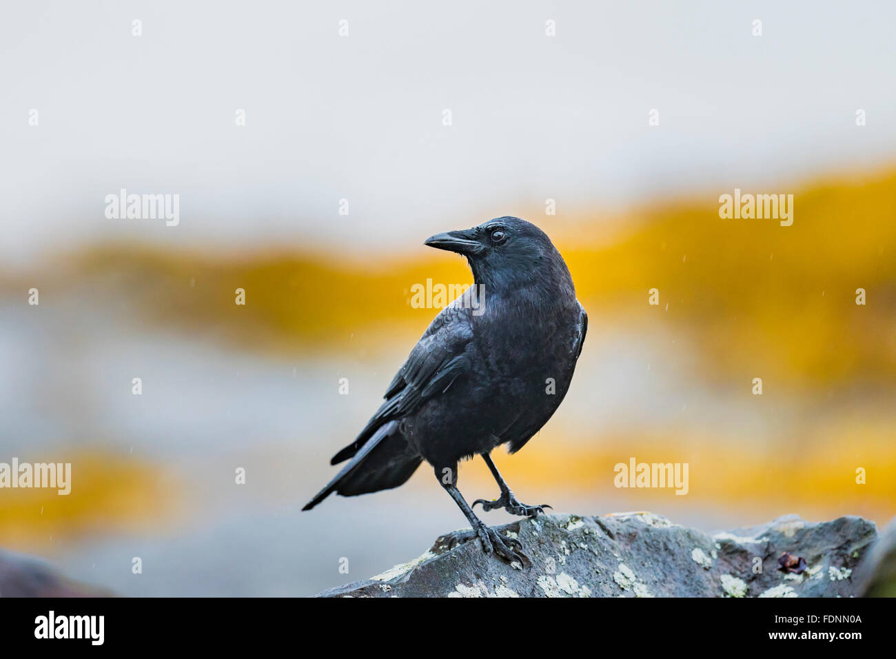 Raven on rocks hi-res stock photography and images - Alamy