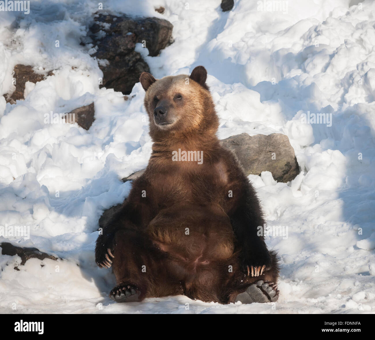 A grizzly bear at the Bronx Zoo in New York on Wednesday, January 27 ...