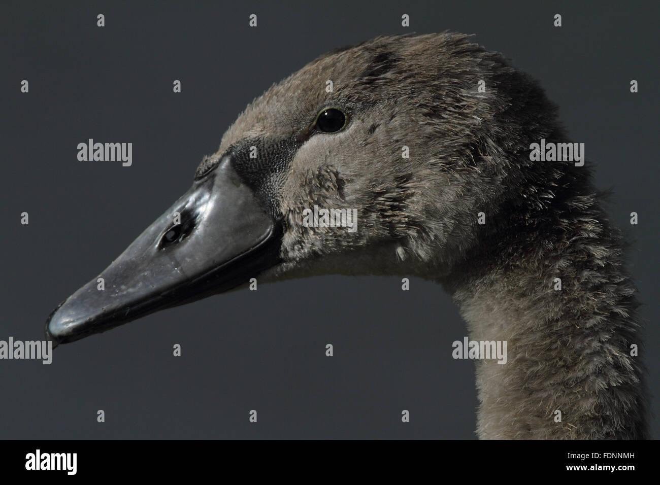 Mute Swan cygnet (Cygnus olor Stock Photo - Alamy