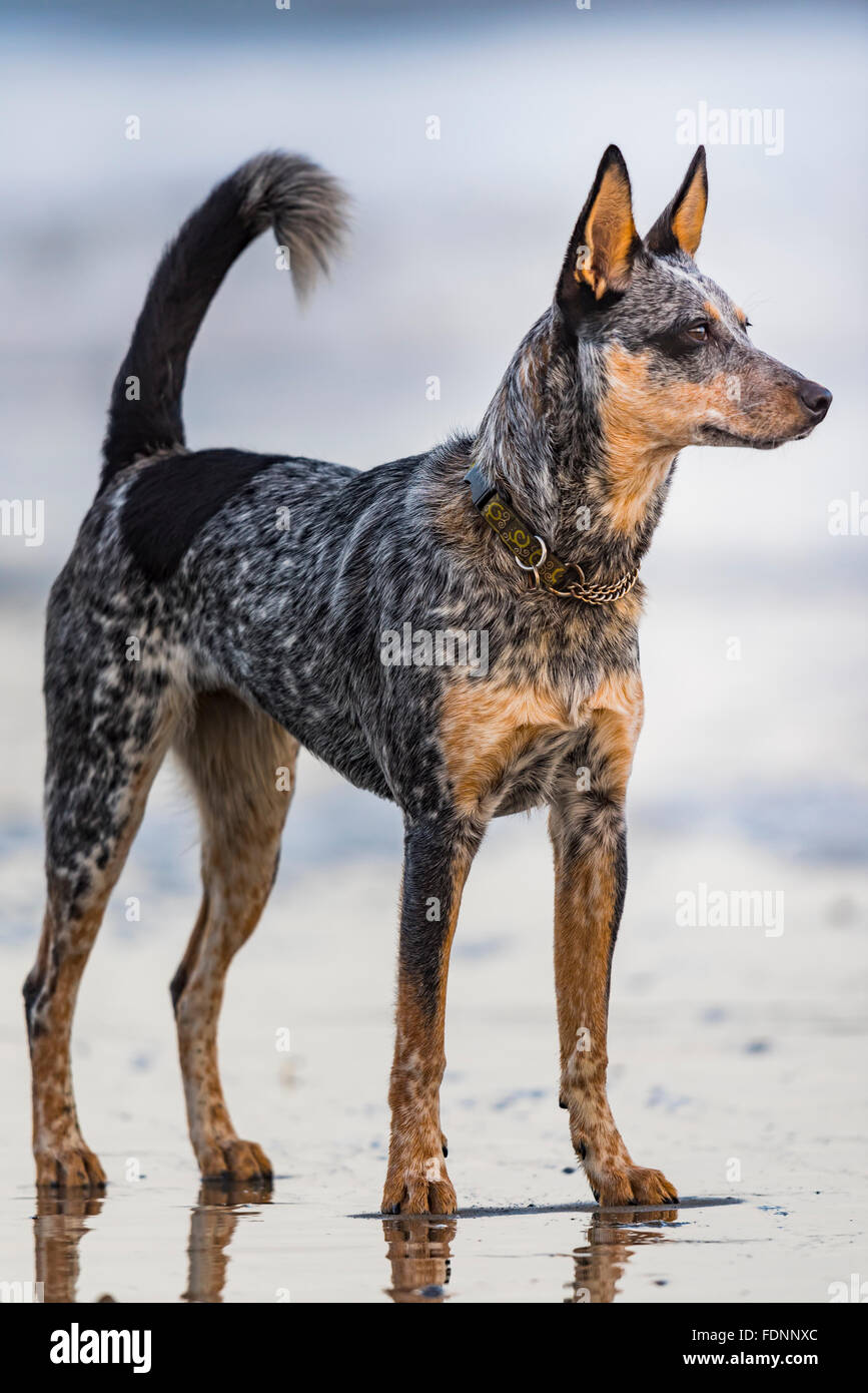 Blue Heeler puppy playing on the beach, Haida Gwaii Stock Photo - Alamy