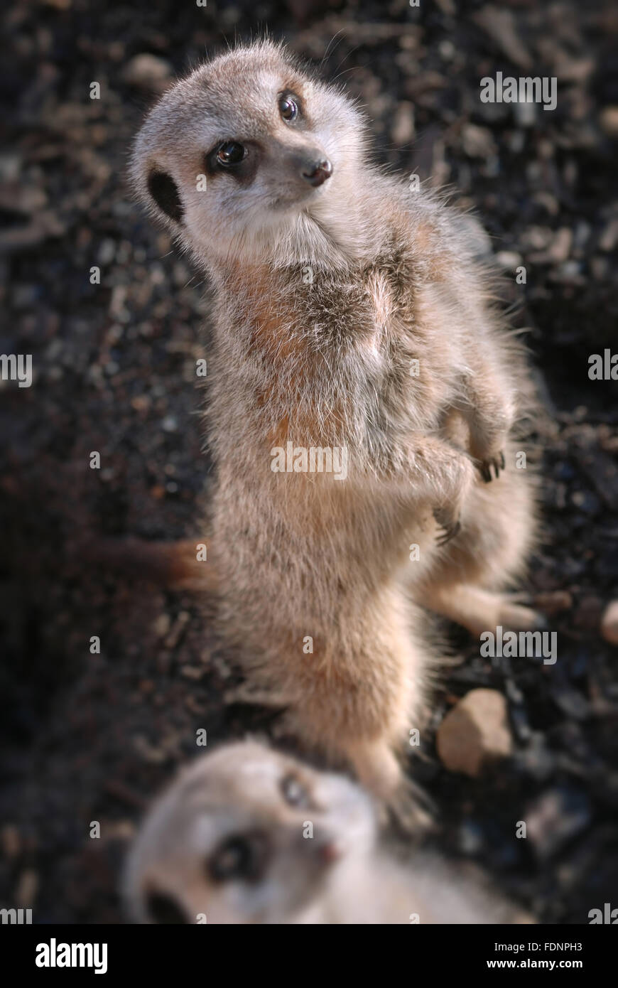 Cute funny meerkat standing hi-res stock photography and images - Alamy