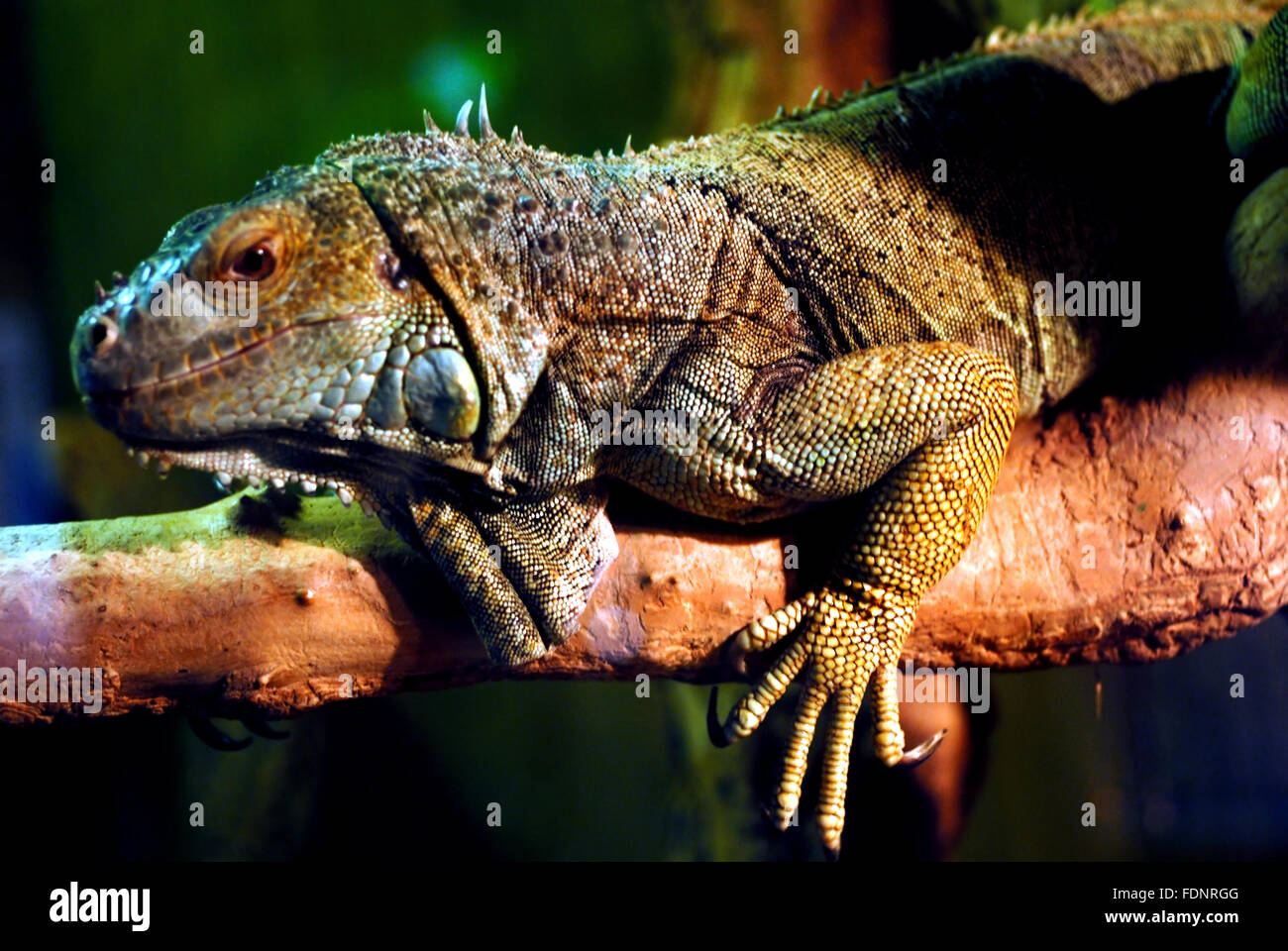Iguana farm hi-res stock photography and images - Alamy