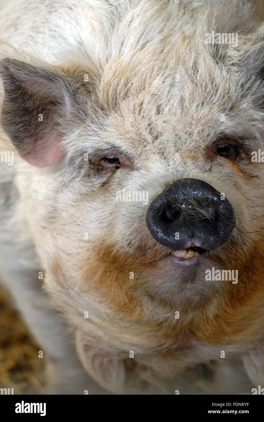 Nice pigs hi-res stock photography and images - Alamy