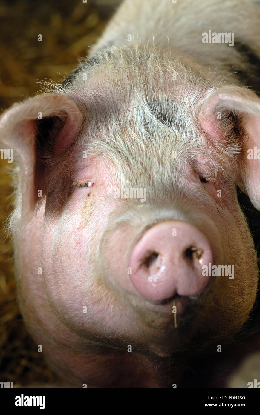 Smelly pigs hi-res stock photography and images - Alamy